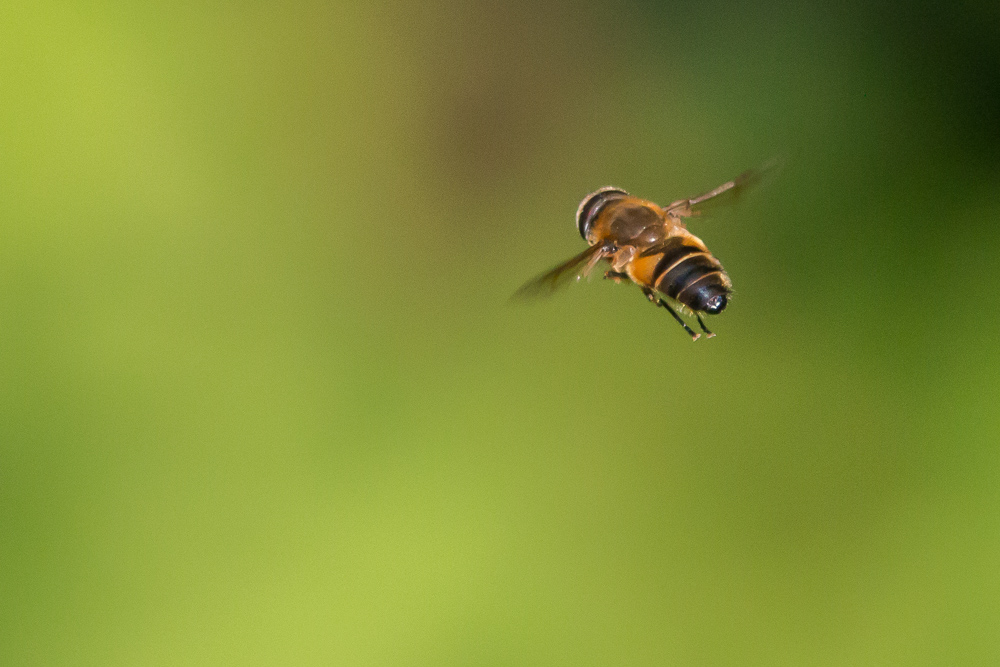 bestiole du jardin - Photo macrophotographie et proxi - Forumdephotos.com