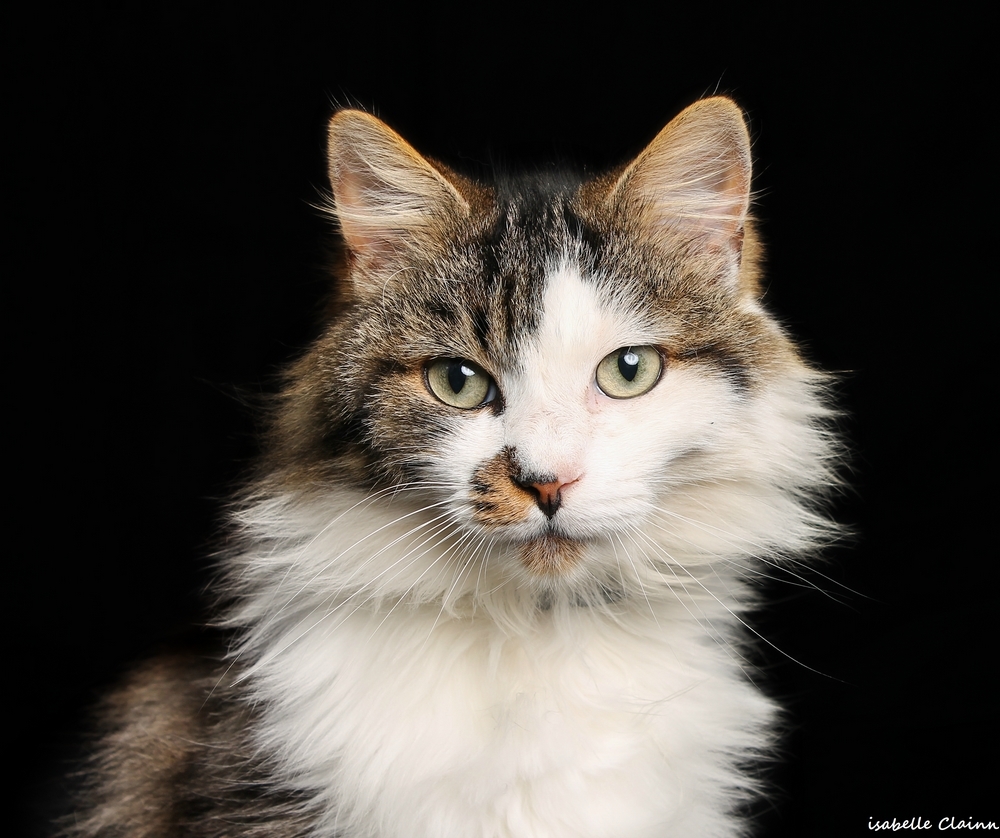Portraits de chats - Photo animalière - Forumdephotos.com