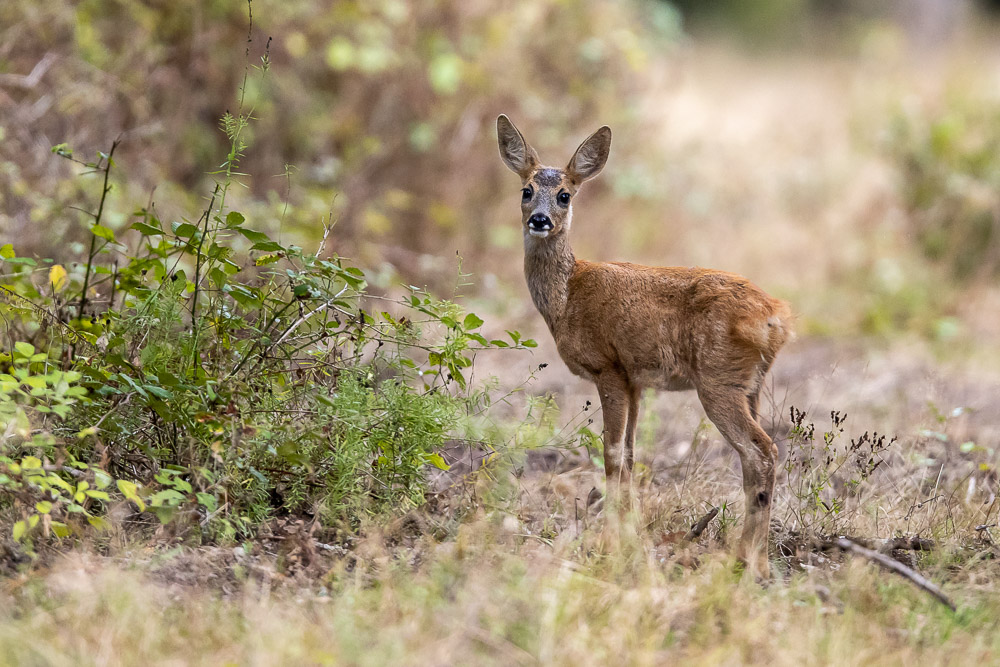 Une bichette. - Photo animalière - Forumdephotos.com