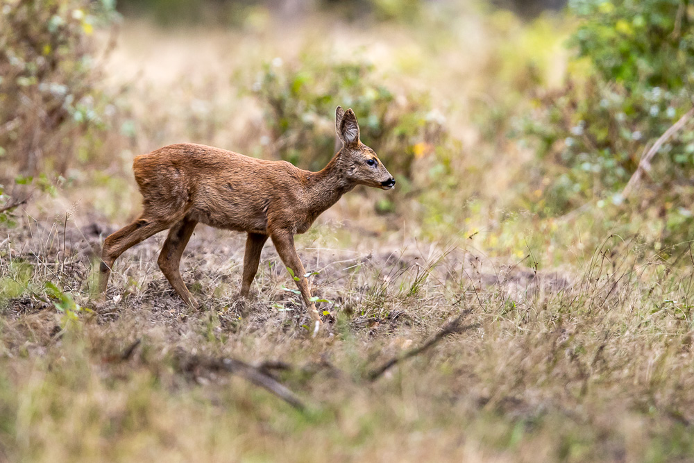 Une bichette. - Photo animalière - Forumdephotos.com
