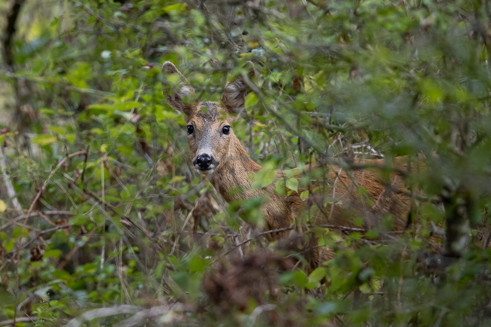 Une bichette. - Photo animalière - Forumdephotos.com