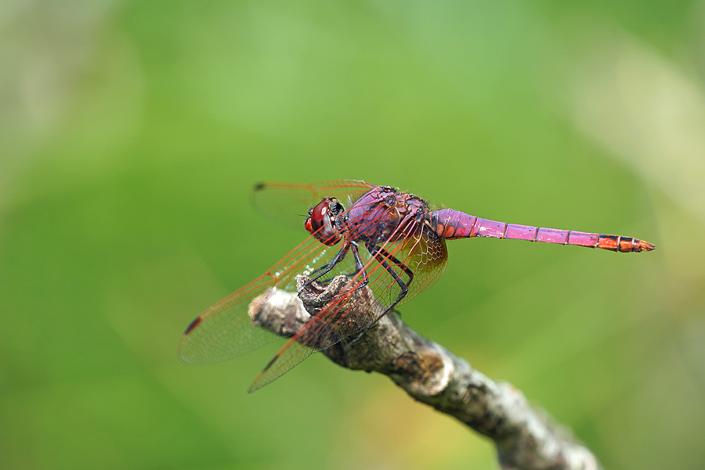 Une libellule - Photo macrophotographie et proxi - Forumdephotos.com