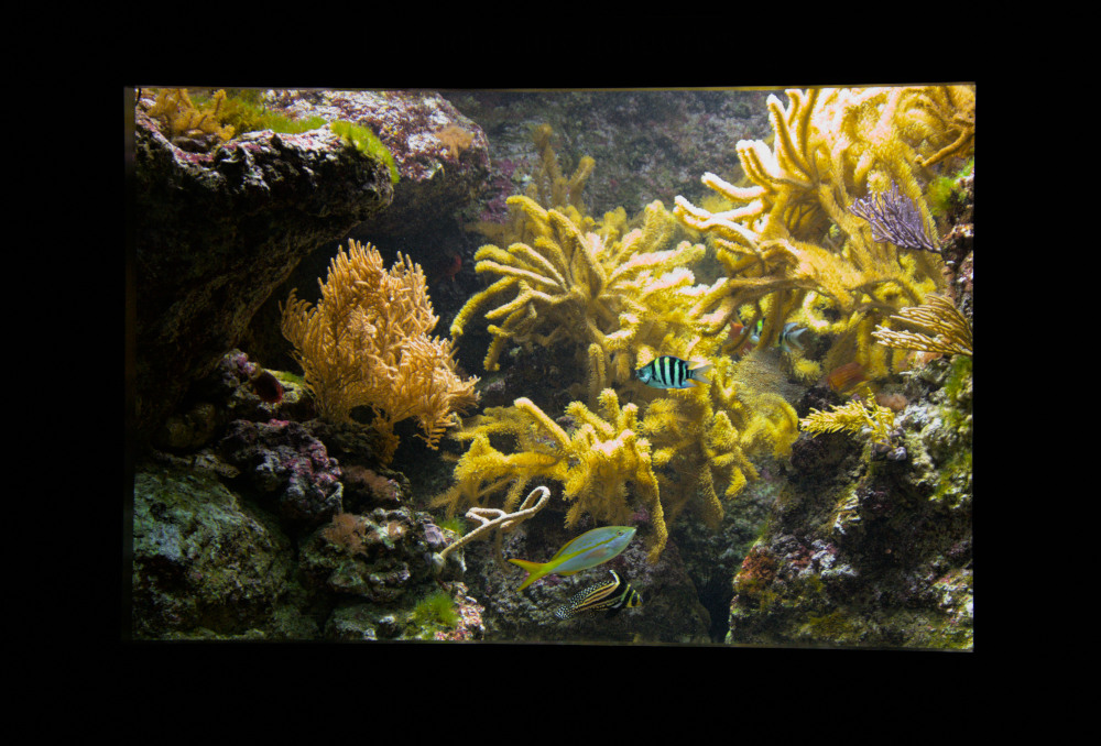 Océanopolis Brest - Photo animalière - Forumdephotos.com