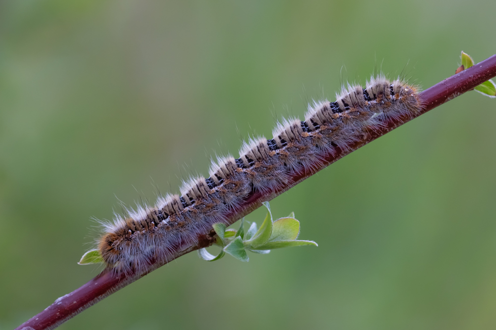 chenille bien dodue - Photo macrophotographie et proxi - Forumdephotos.com