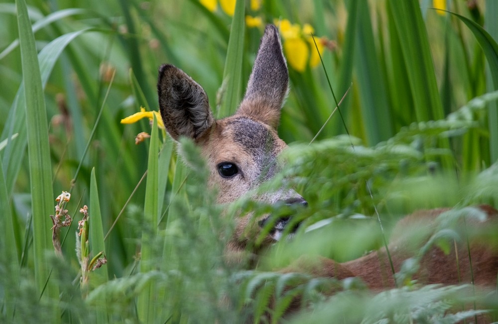 Mais il fait quoi lui dans l'observatoire. - Photo animalière ...