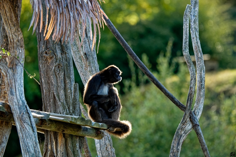 Ateles paniscus - Photo animalière - Forumdephotos.com