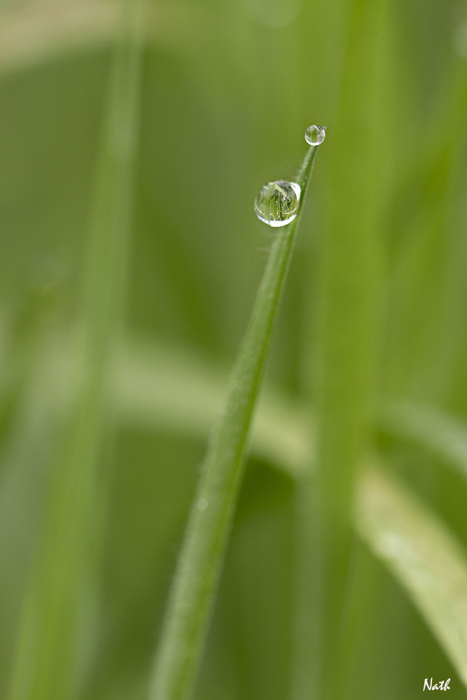 Gouttes - Photo macrophotographie et proxi - Forumdephotos.com
