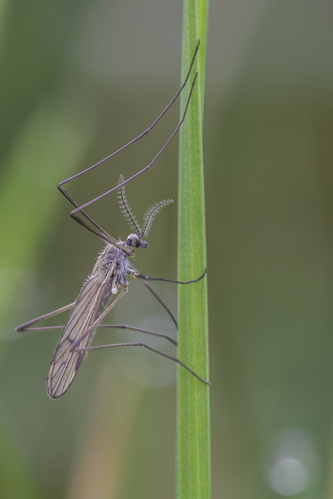 tipulia paludosa - Photo macrophotographie et proxi - Forumdephotos.com