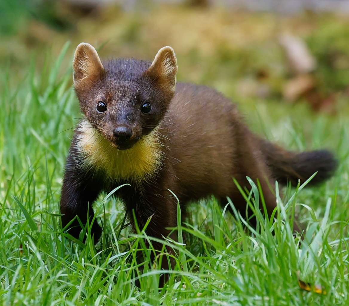 Martre des pins - Photo animalière - Forumdephotos.com
